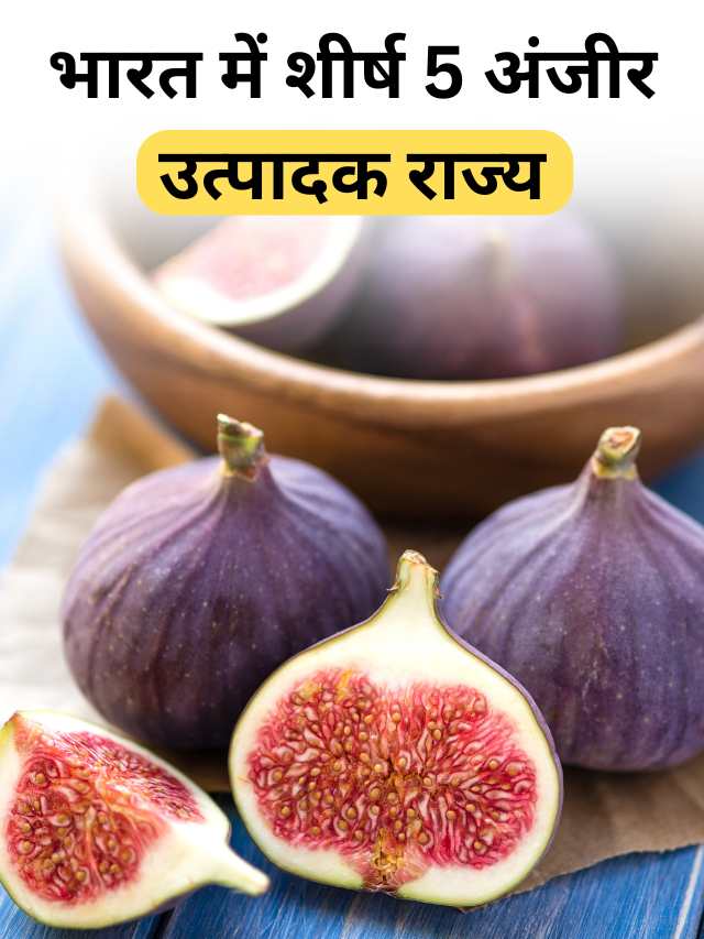 भारत में अंजीर के प्रमुख उत्पादक राज्य (Top 5 Fig Producing States in ...